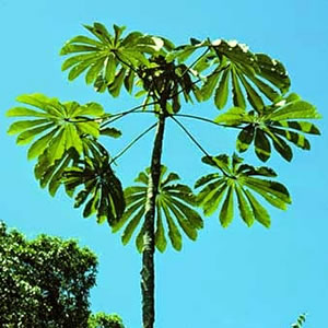 Guarumo - Plantas Medicinales